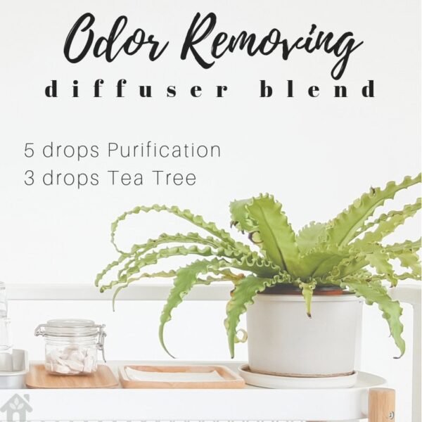 Essential Oil Blend Recipes For a Healthy House - Healthy House on the ...